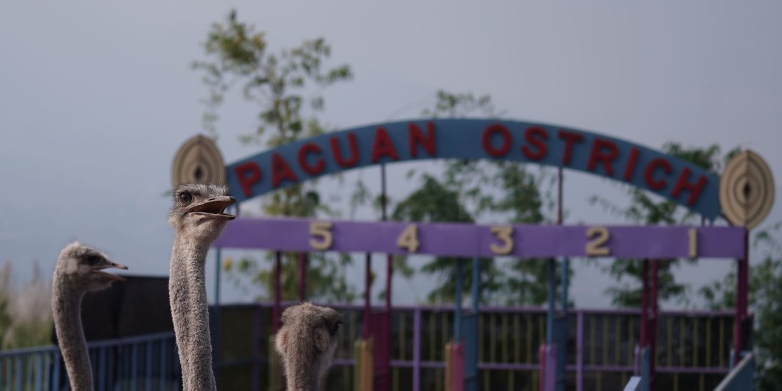 Ostrich Show - Drive Thru Park