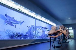 Belajar Anatomi Paus Bungkuk dari Fosilnya di Museum Satwa